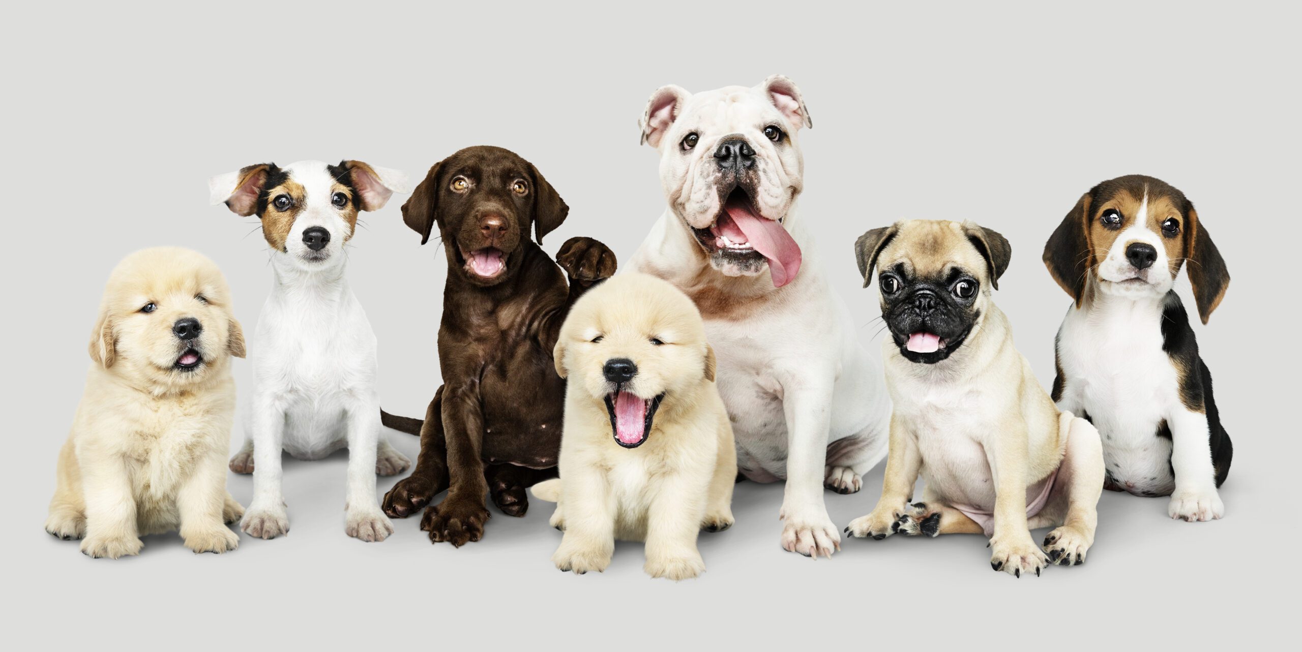 Dog Breeds: Types Of Dogs - A Comprehensive Guide - Write For Us ...